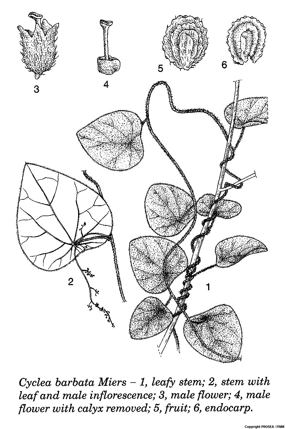 Cyclea barbata Miers – GlobinMed