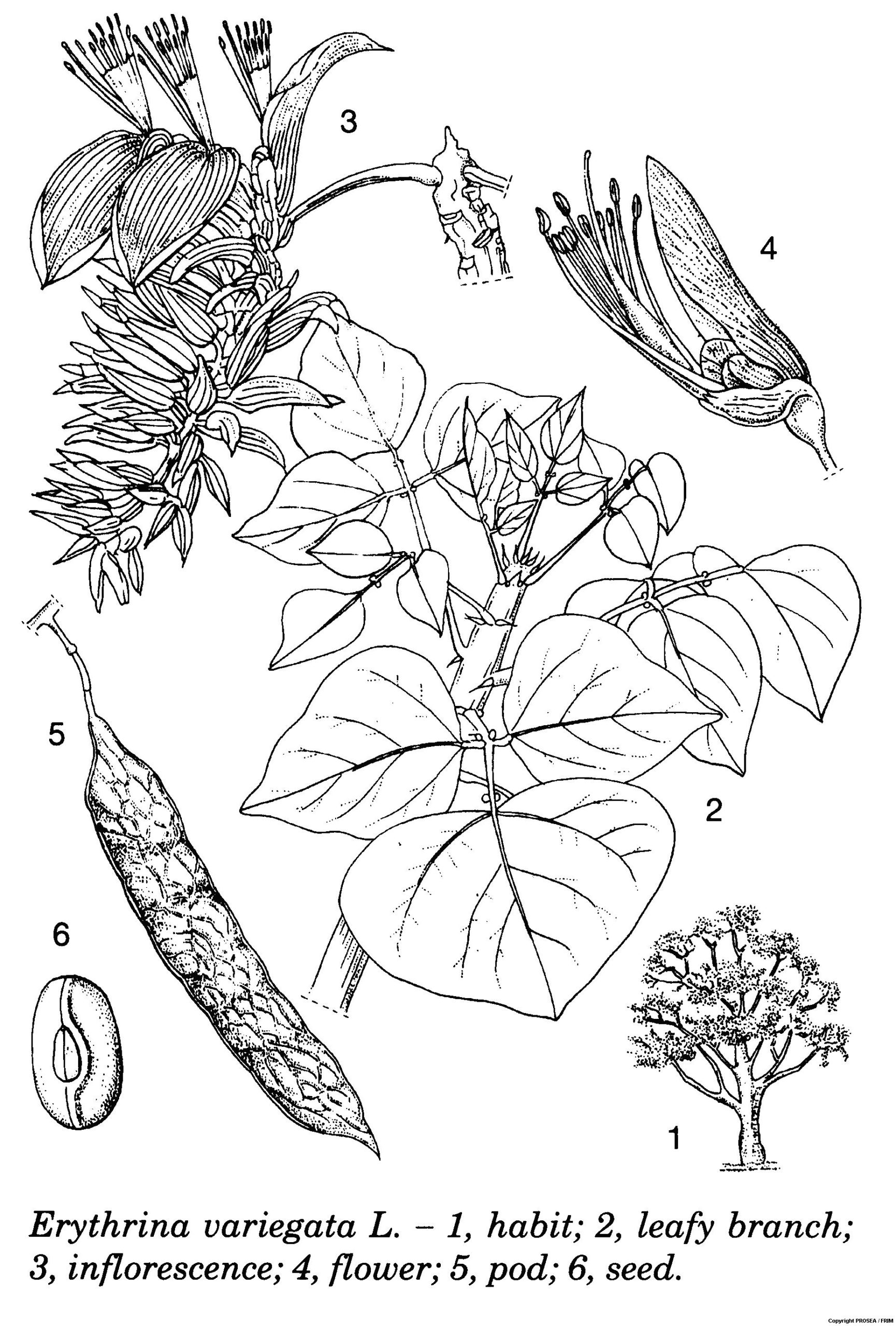 Erythrina variegata L. – GlobinMed