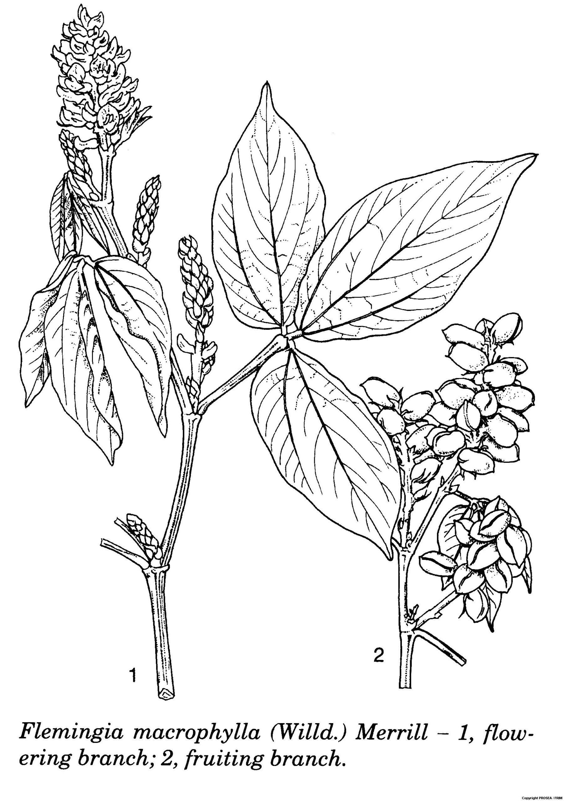 Flemingia macrophylla (Willd.) Merrill – GlobinMed