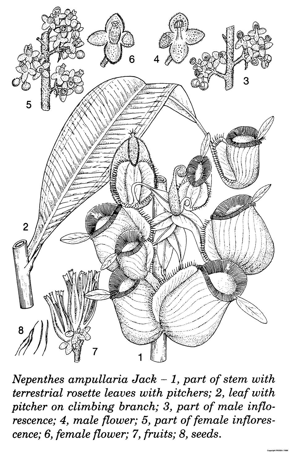 Nepenthes ampullaria Jack – GlobinMed