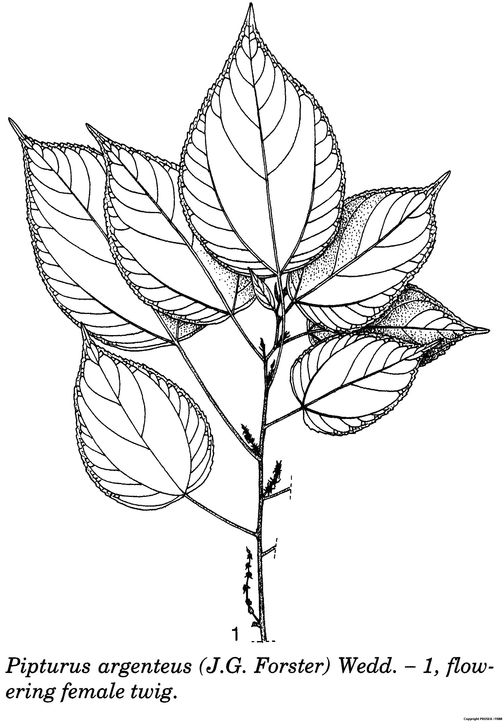 Pipturus argenteus (J.G. Forster) Wedd. – GlobinMed