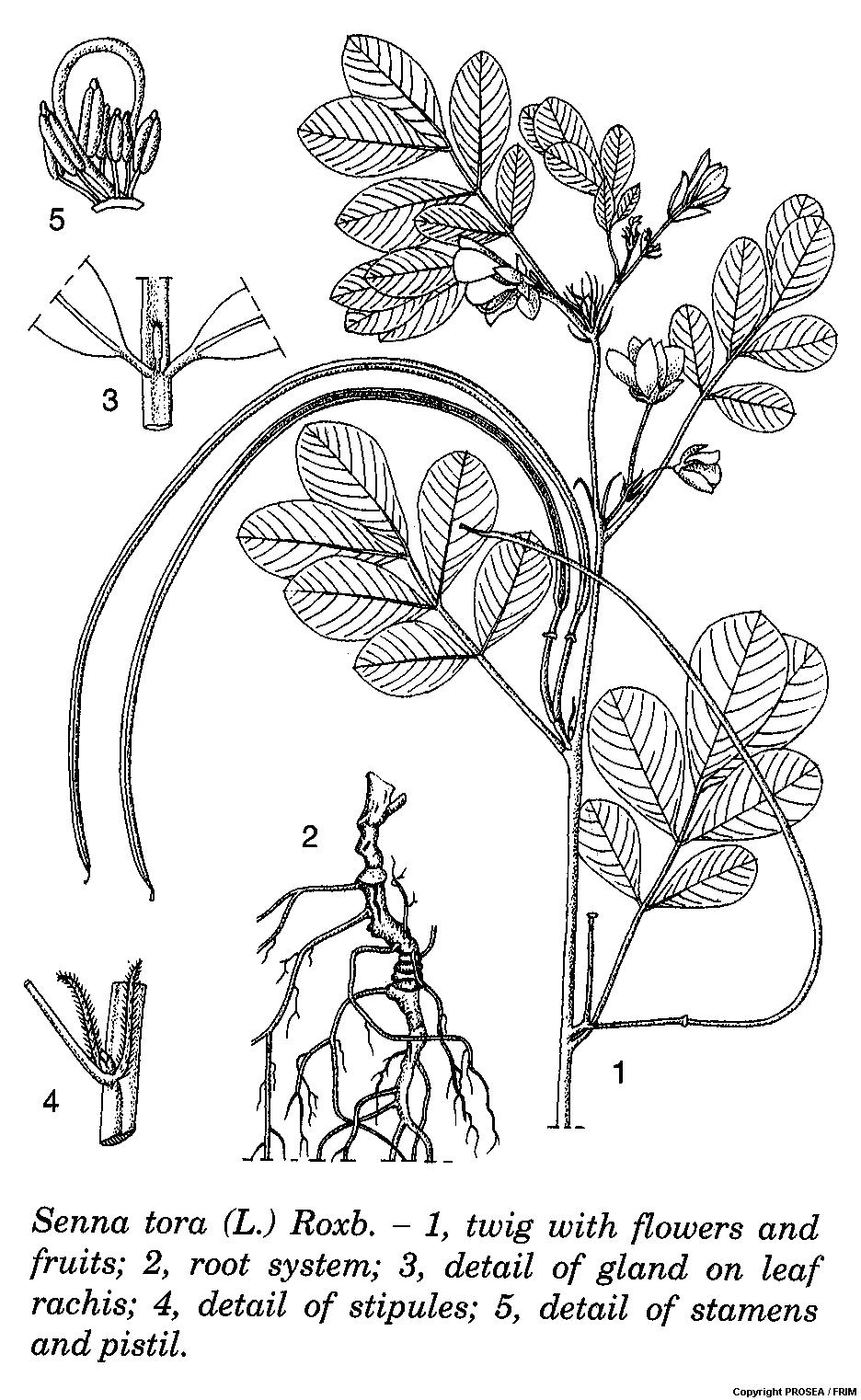 Senna tora (L.) Roxb. - GlobinMed
