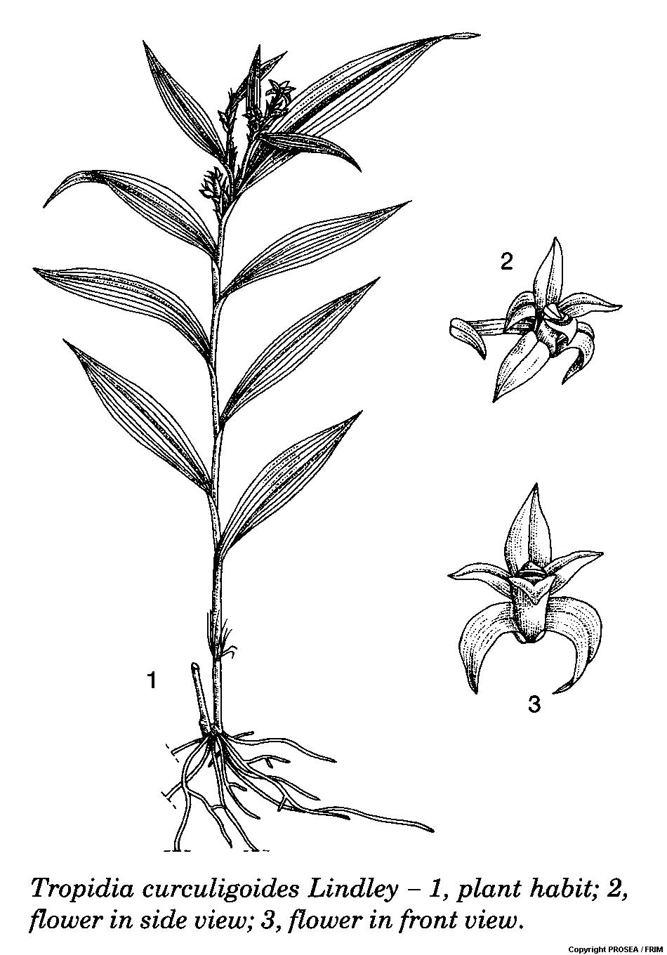 Tropidia curculigoides Lindley – GlobinMed