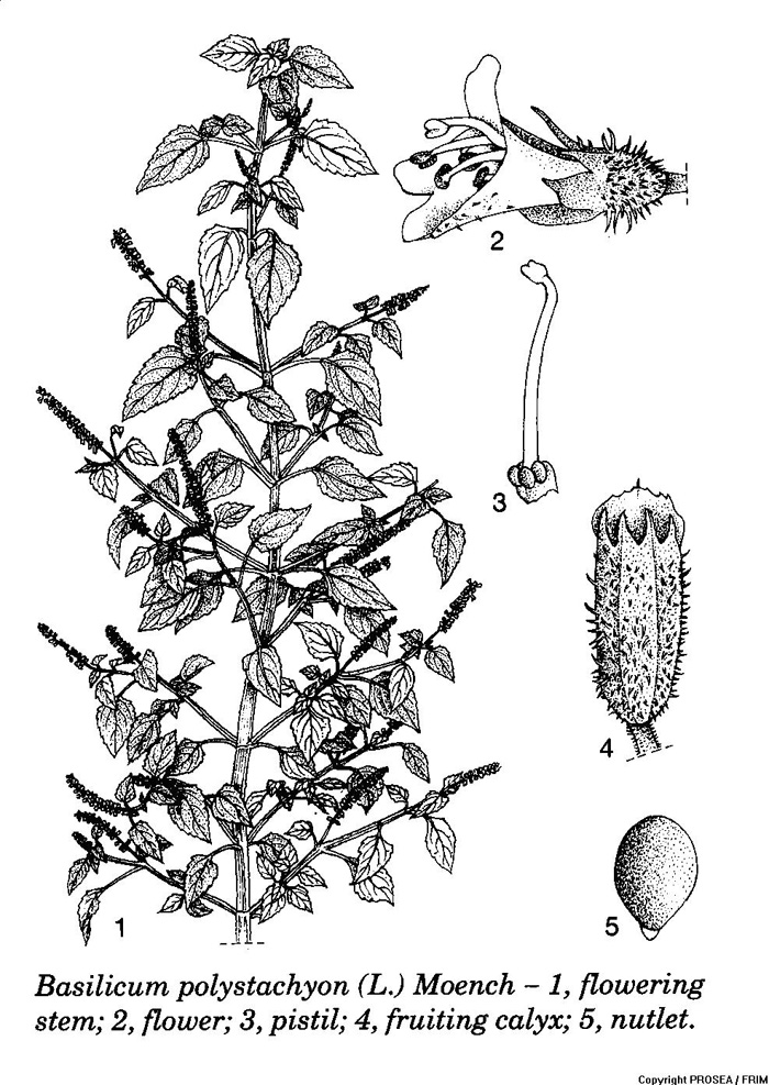Basilicum polystachyon (L.) Moench – GlobinMed