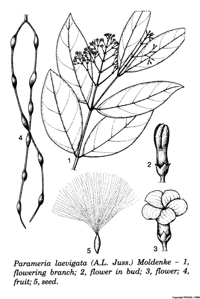 Parameria laevigata (A.L. Juss.) – GlobinMed