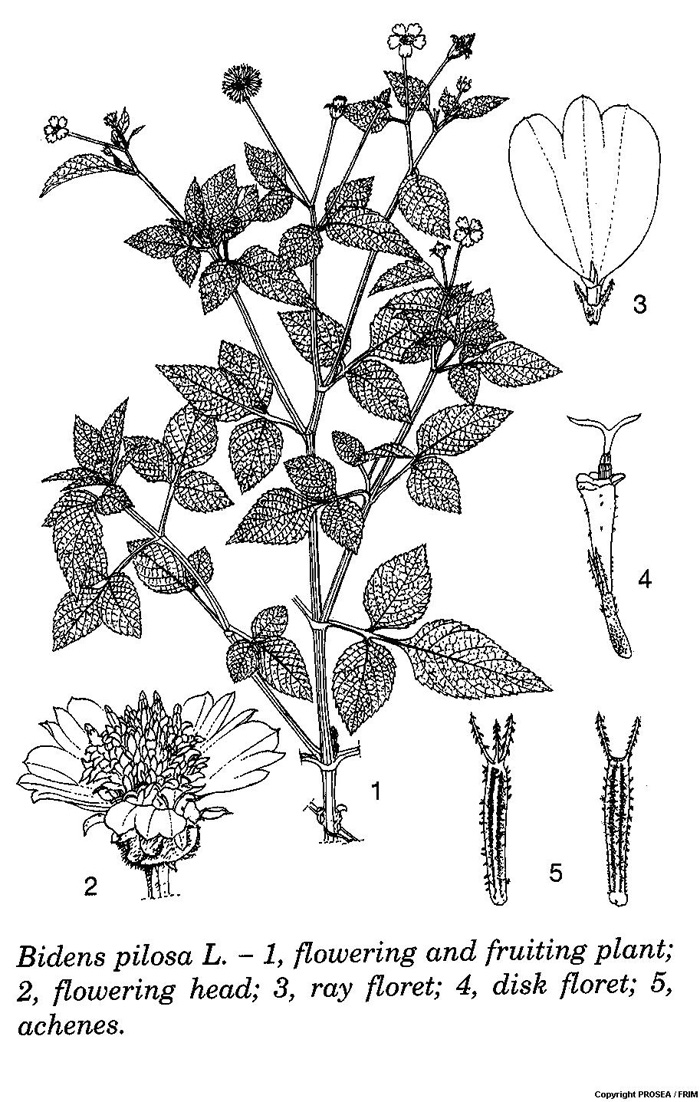 Bidens pilosa – GlobinMed