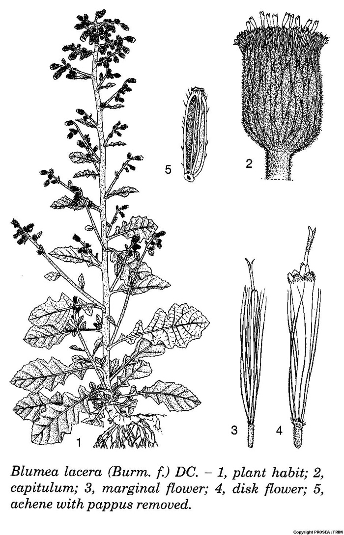 Blumea lacera – GlobinMed