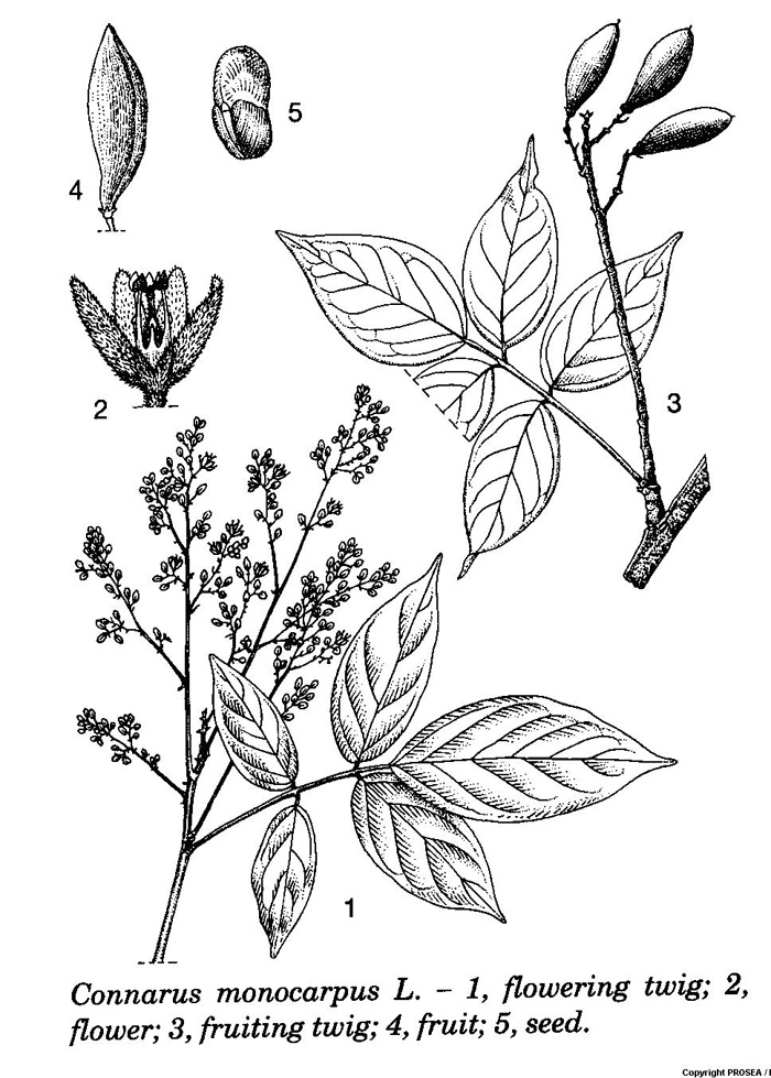 Connarus monocarpus L. – GlobinMed