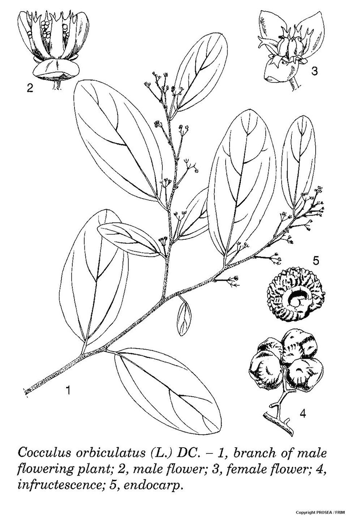 Cocculus orbiculatus (L.) DC. – GlobinMed