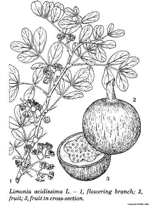 Limonia acidissima L. – GlobinMed