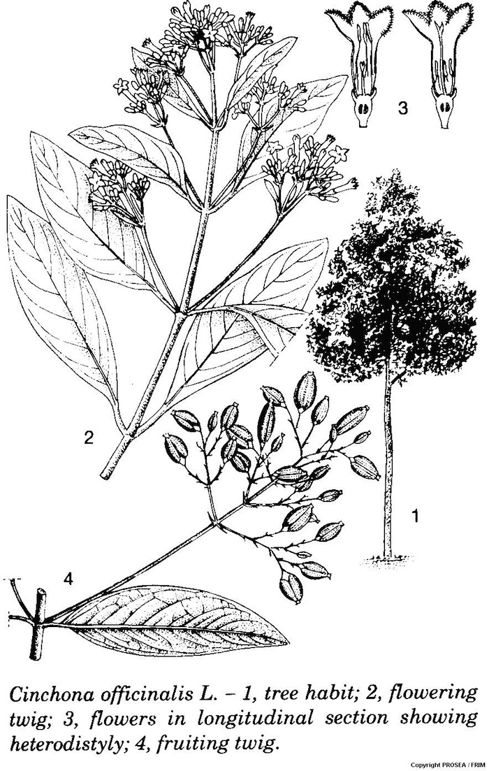 Cinchona officinalis L. – GlobinMed