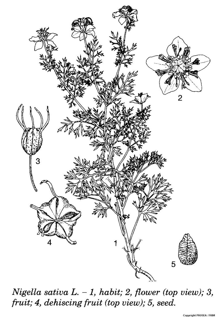 Nigella sativa L. – GlobinMed