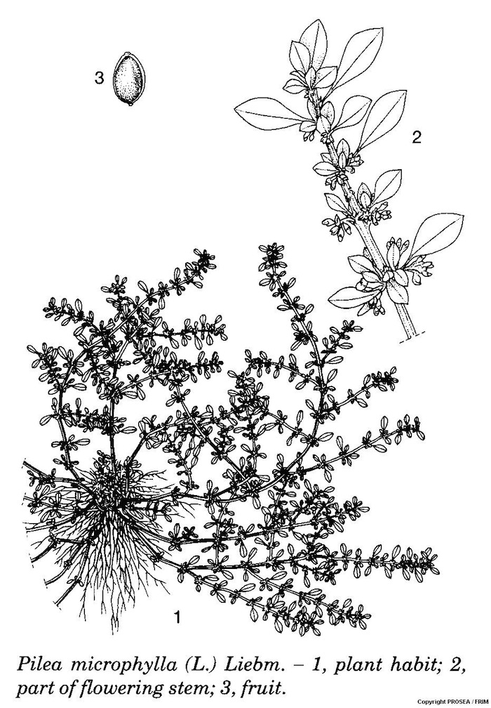 Pilea microphylla (L.) Liebm. – GlobinMed
