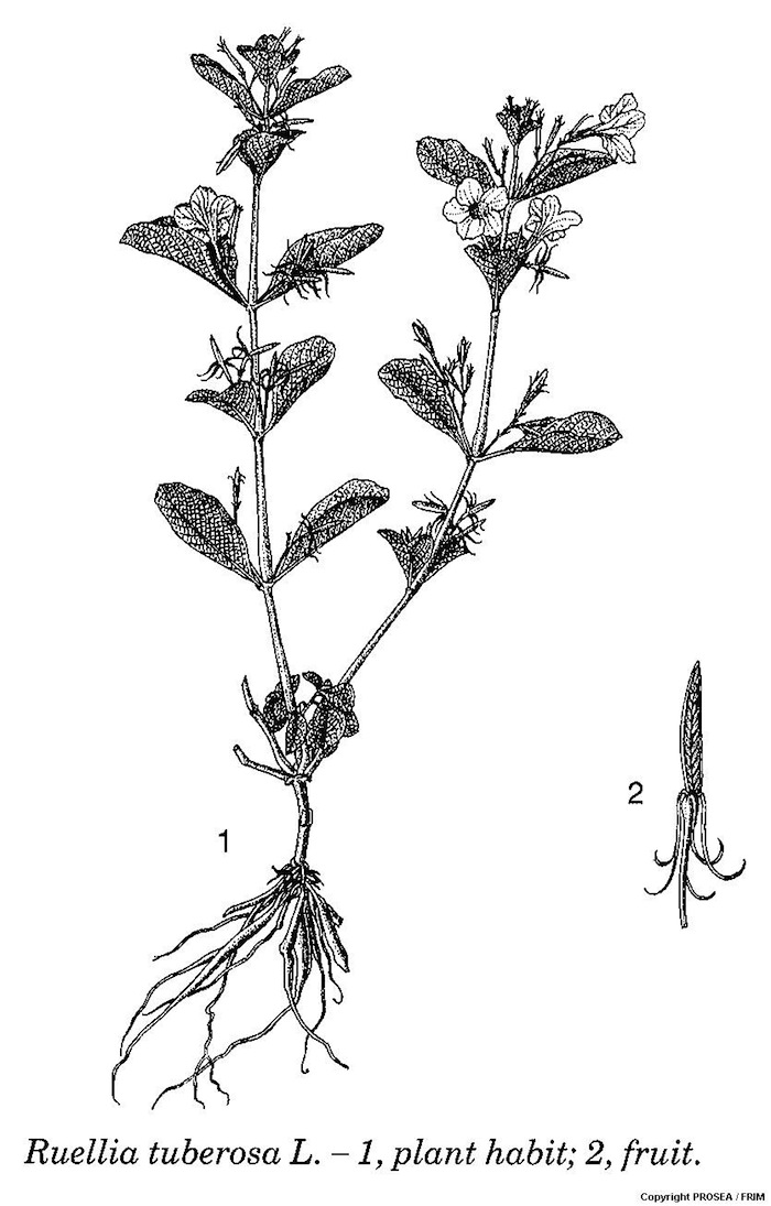 Ruellia tuberosa L. - GlobinMed