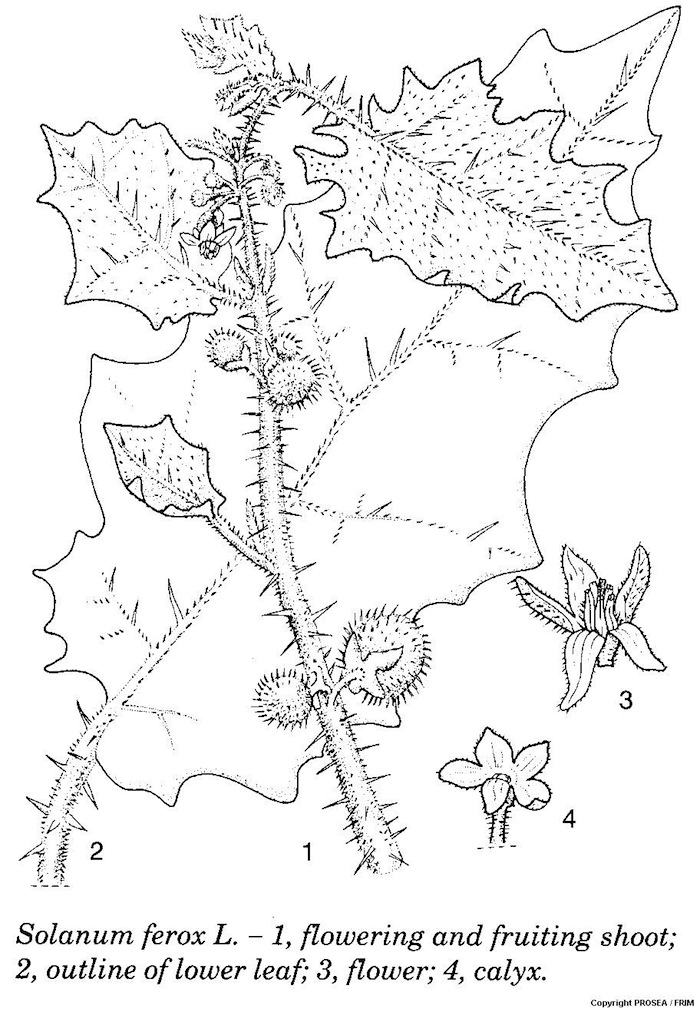 Solanum ferox L. – GlobinMed