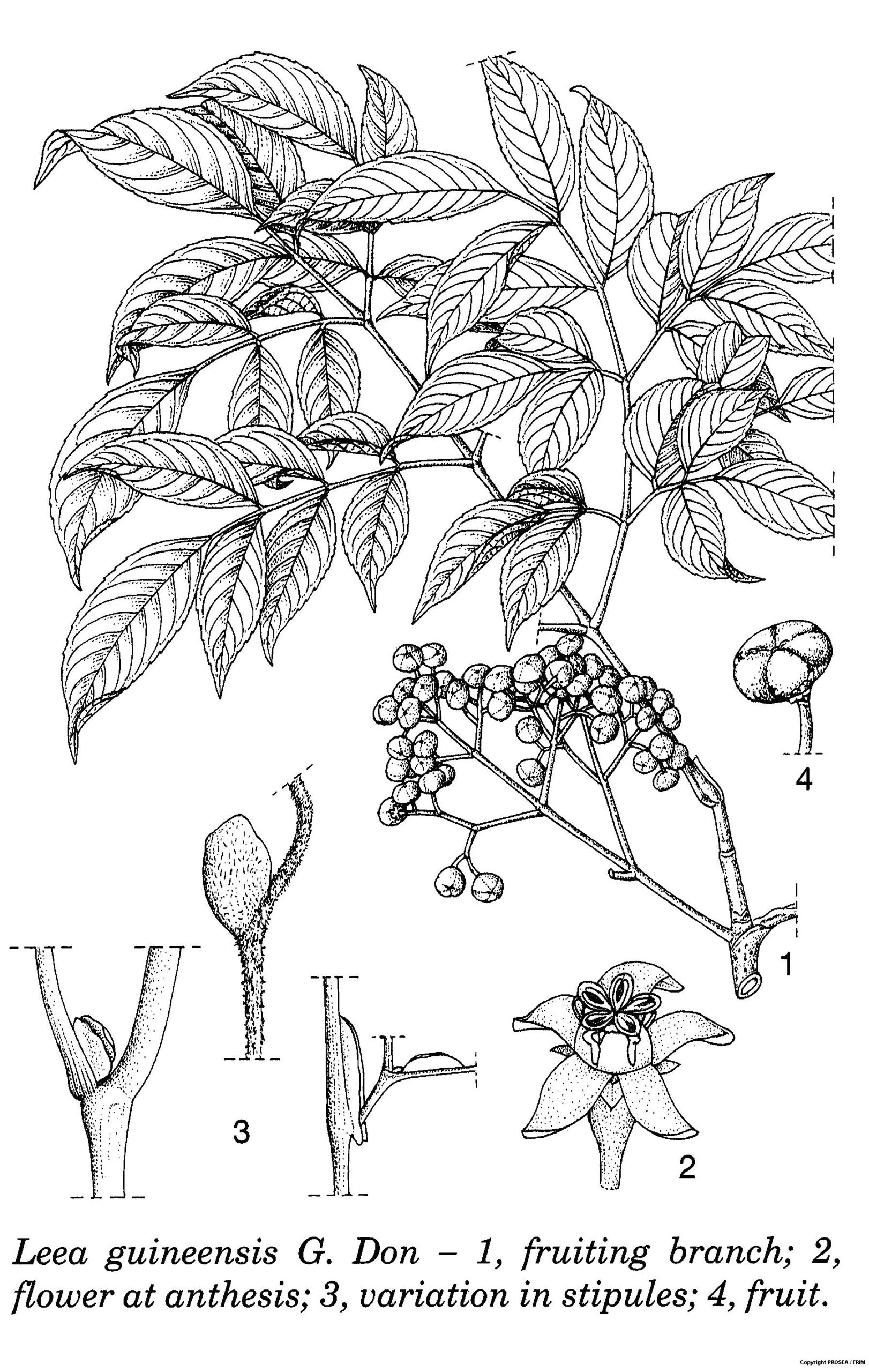 Leea guineensis G. Don – GlobinMed