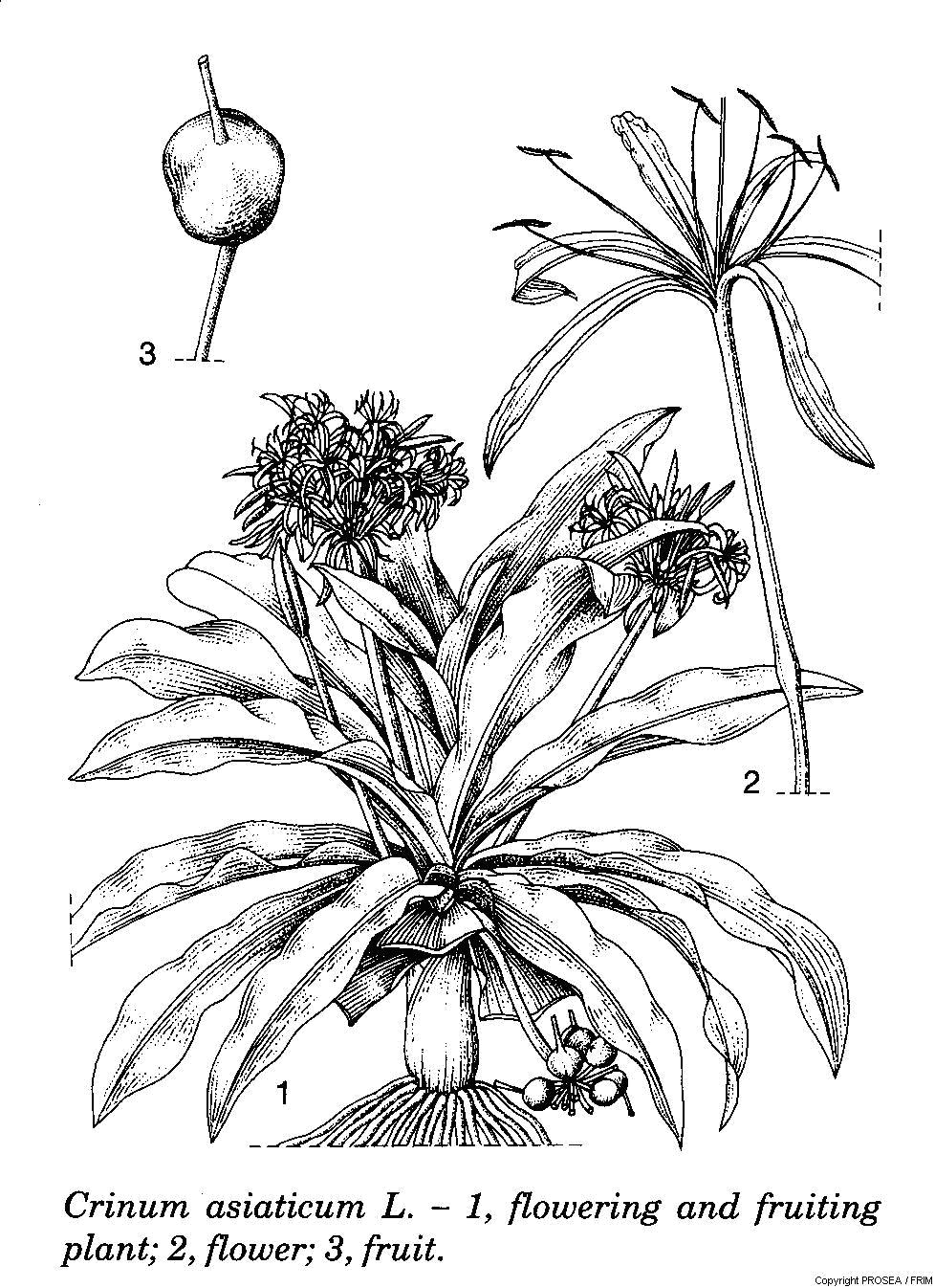 Crinum asiaticum L. - GlobinMed