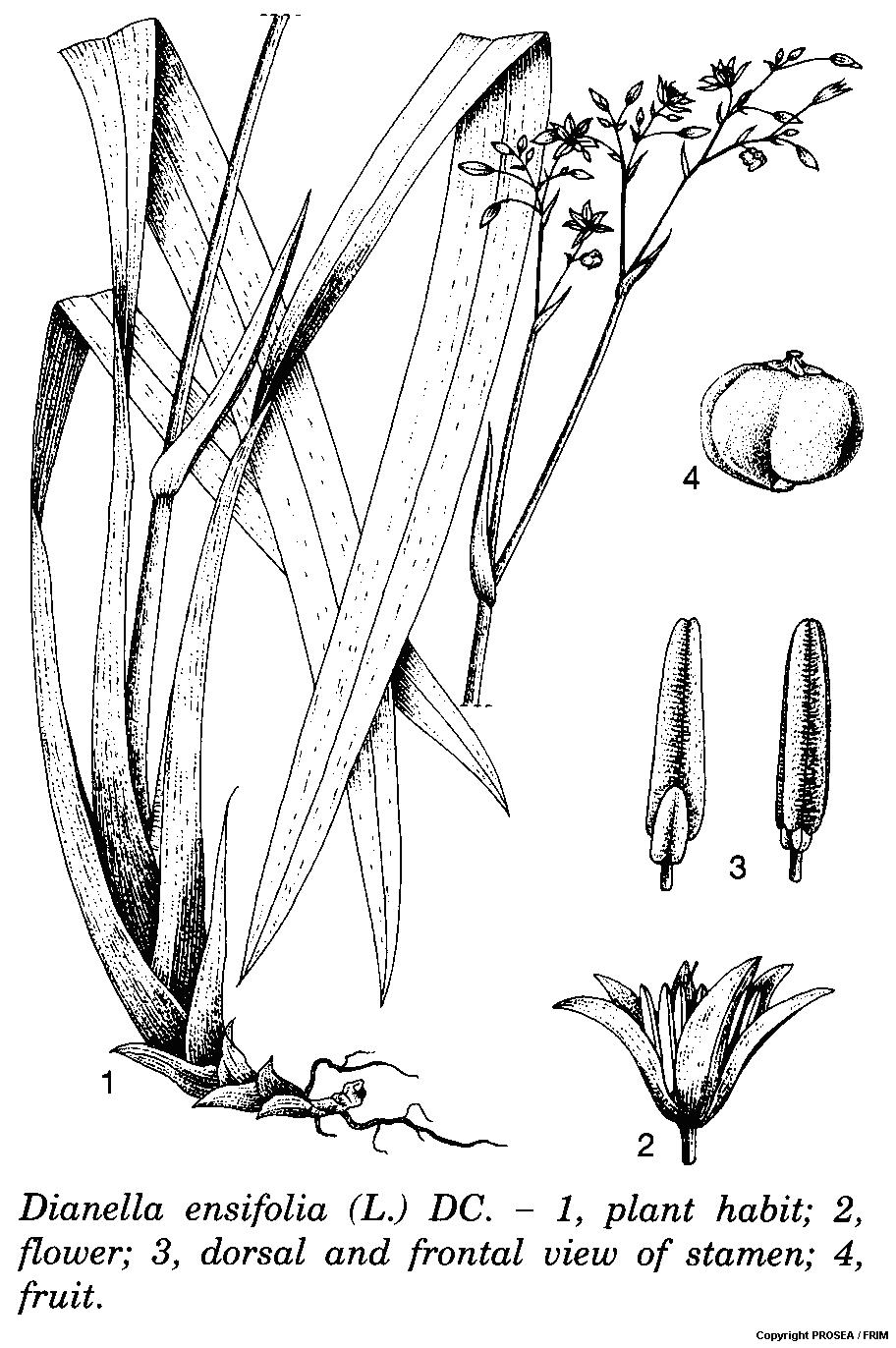 Dianella ensifolia (L.) DC. – GlobinMed