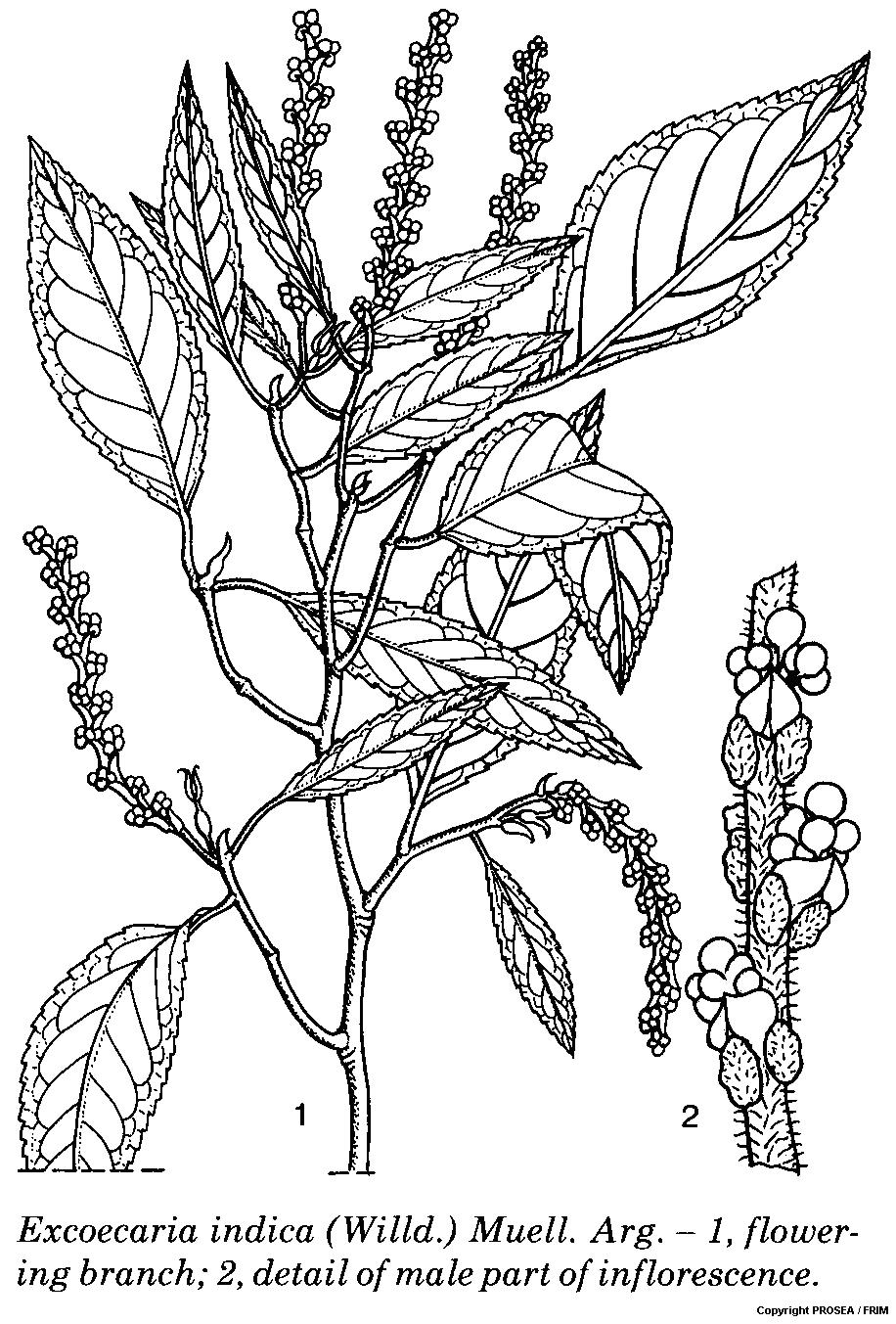 Excoecaria indica (Willd.) Muell. Arg. – GlobinMed