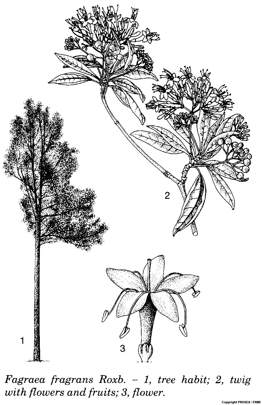 Fagraea fragrans Roxb. – GlobinMed