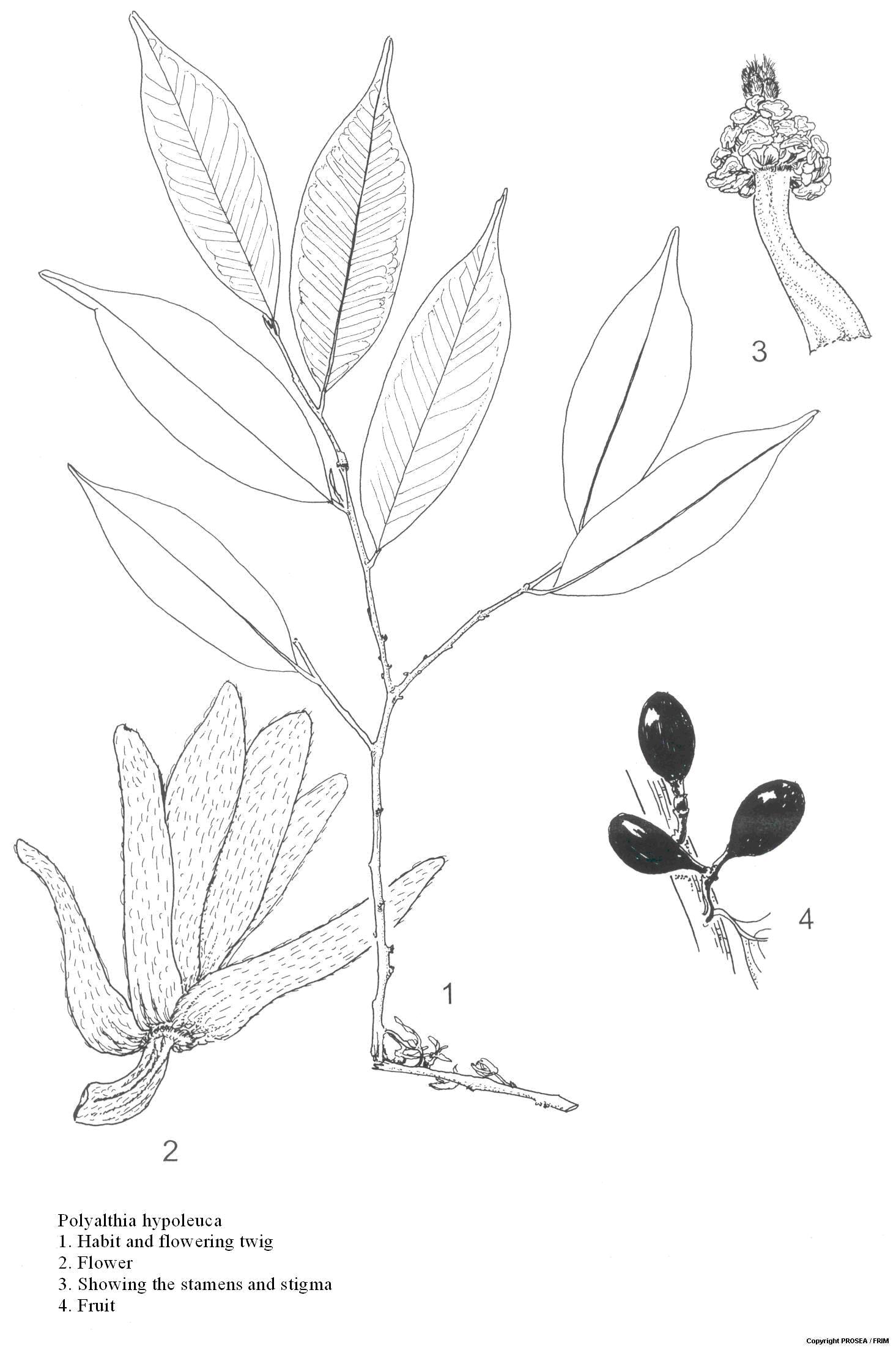 Polyalthia hypoleuca Hook.f. & Thomson – GlobinMed