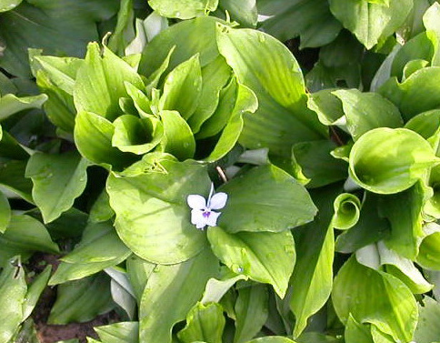 Kaempferia galanga L. – GlobinMed