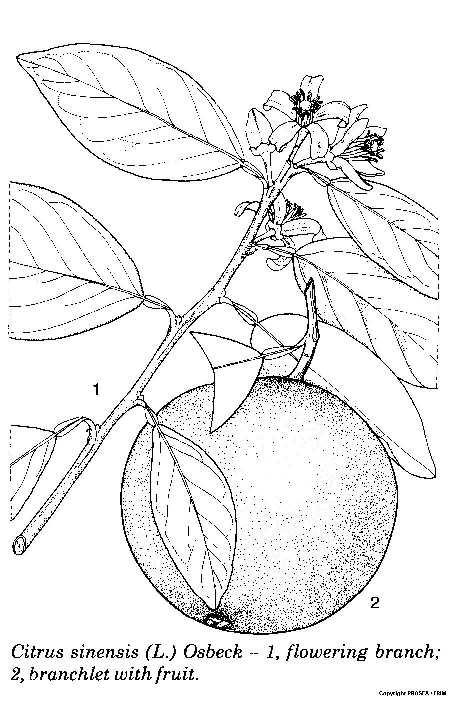 Citrus sinensis (L.) Osbeck – GlobinMed