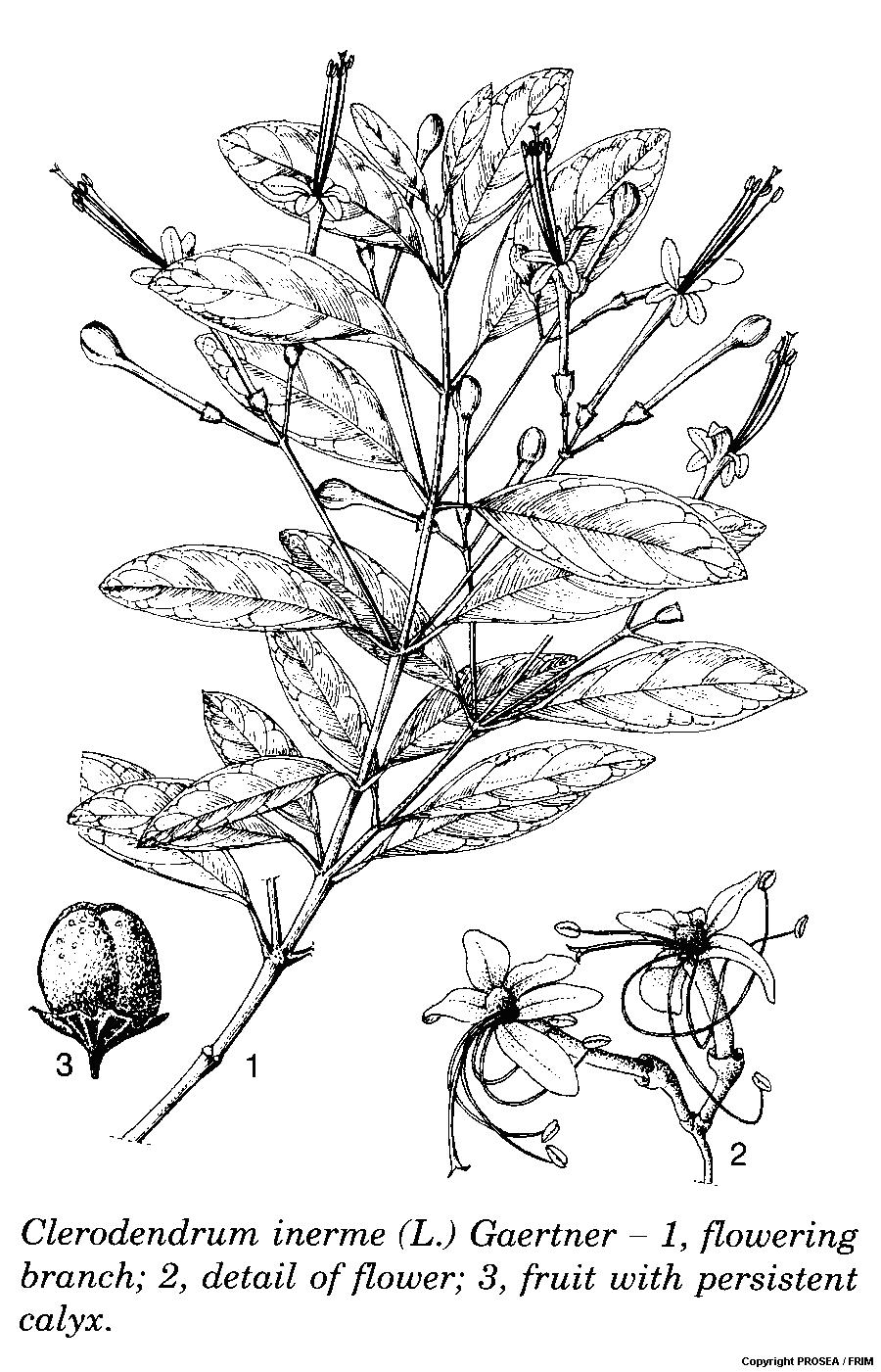 Clerodendrum inerme (L.) Gaertner – GlobinMed