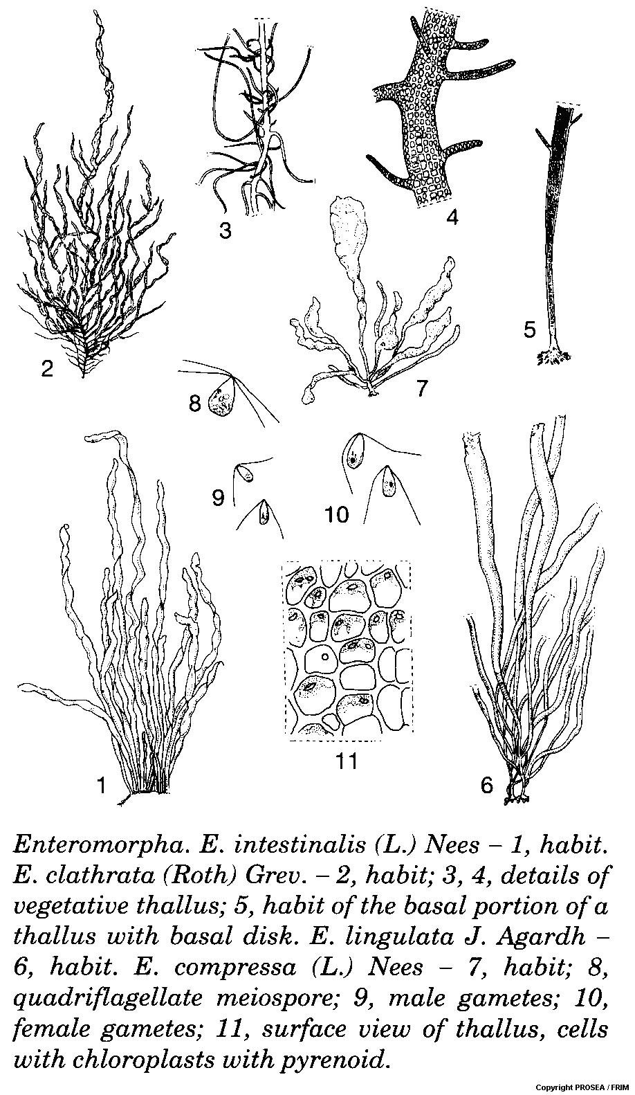 Enteromorpha intestinalis (L.) Nees - GlobinMed