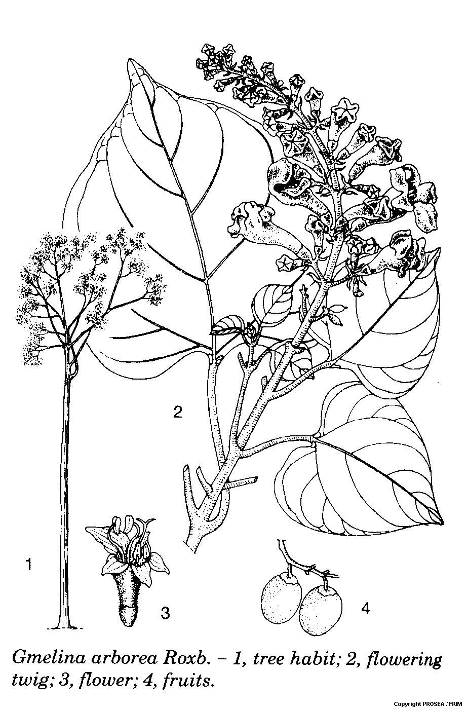 Gmelina arborea Roxb. – GlobinMed