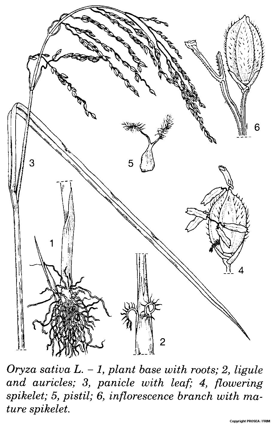 Oryza sativa L. – GlobinMed