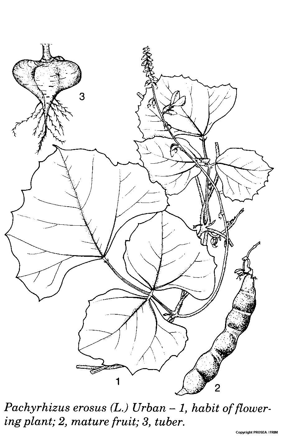 Pachyrhizus erosus (L.) Urban – GlobinMed