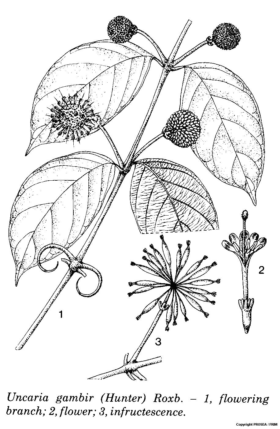 Uncaria gambir (Hunter) Roxb. – GlobinMed