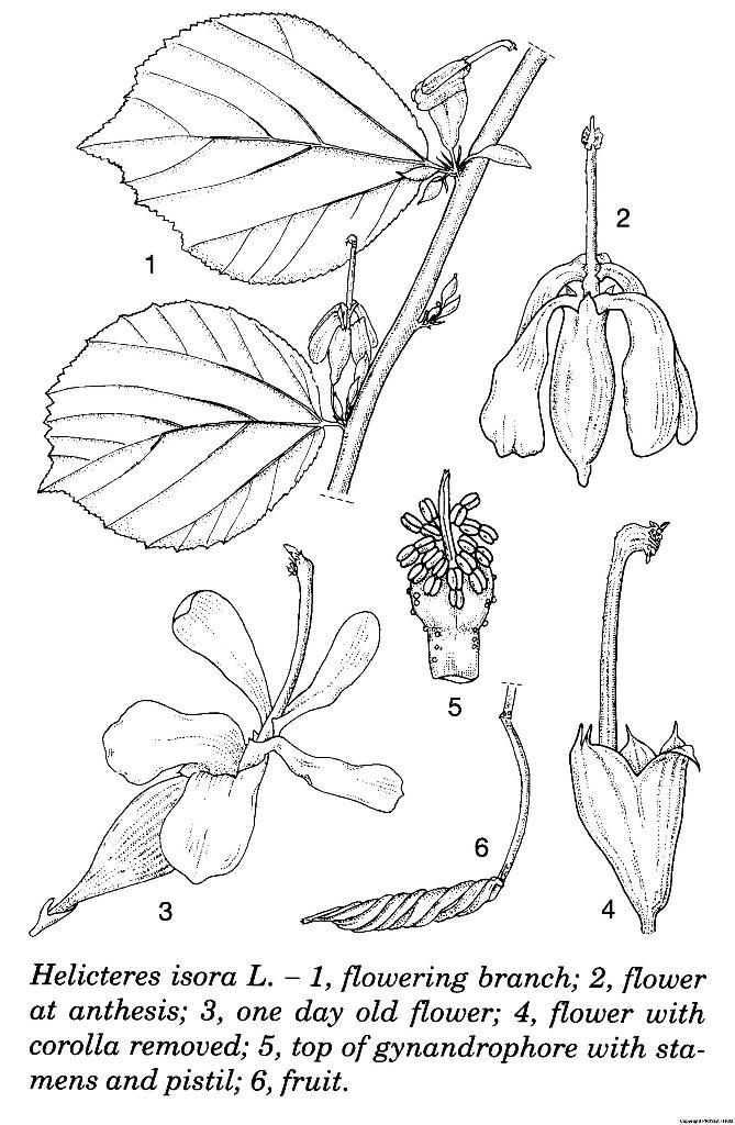 Helicteres isora L. – GlobinMed