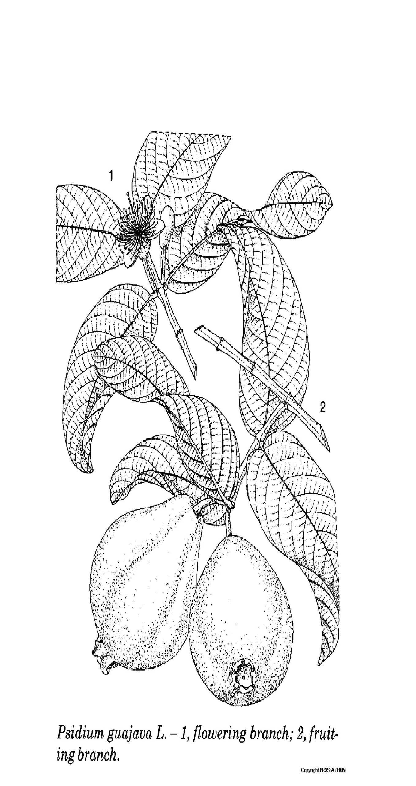 Psidium guajava L. – GlobinMed