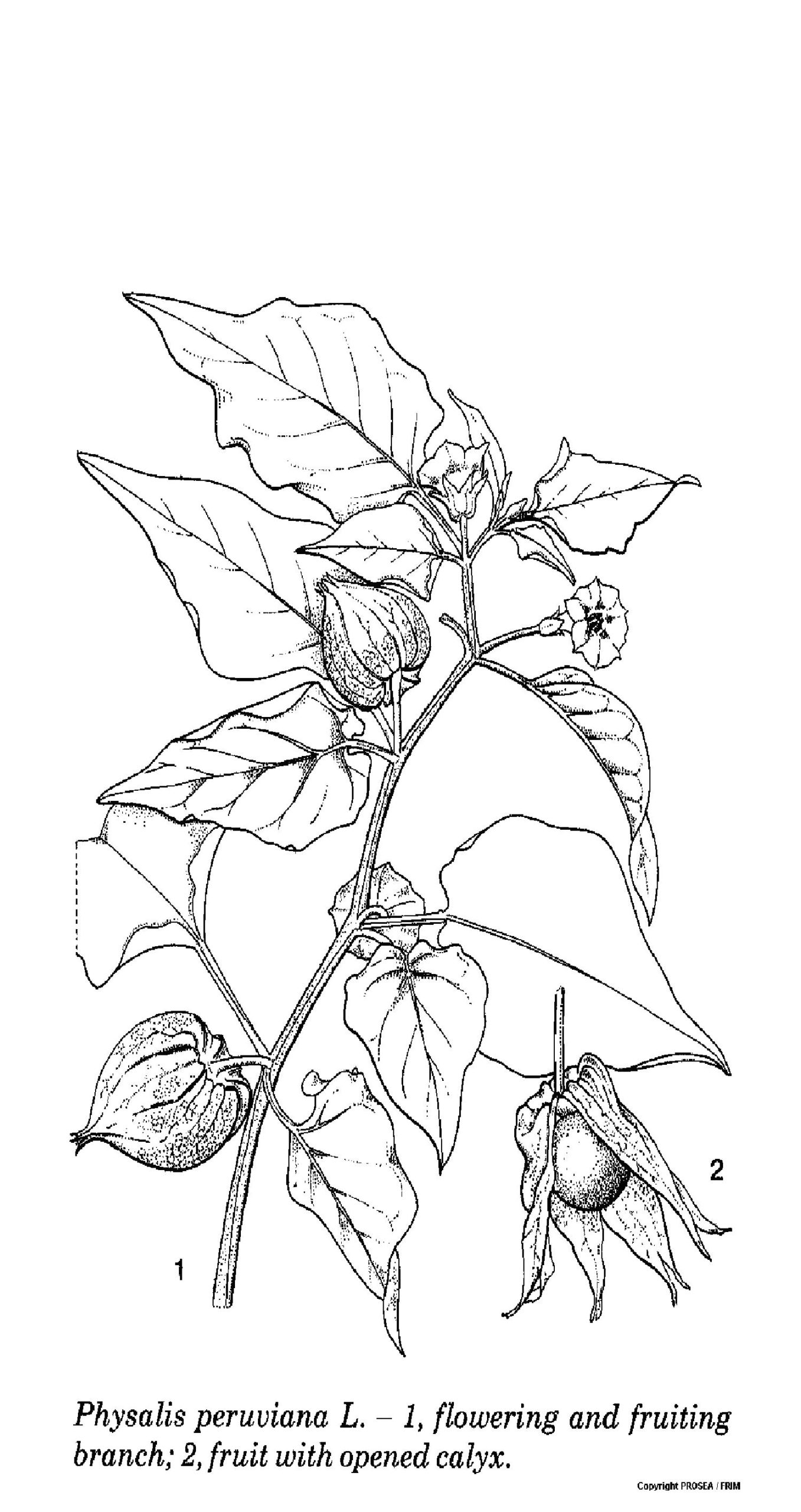 Physalis peruviana L. – GlobinMed