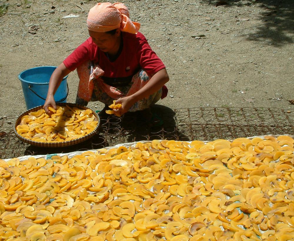 Garcinia atroviridis – GlobinMed