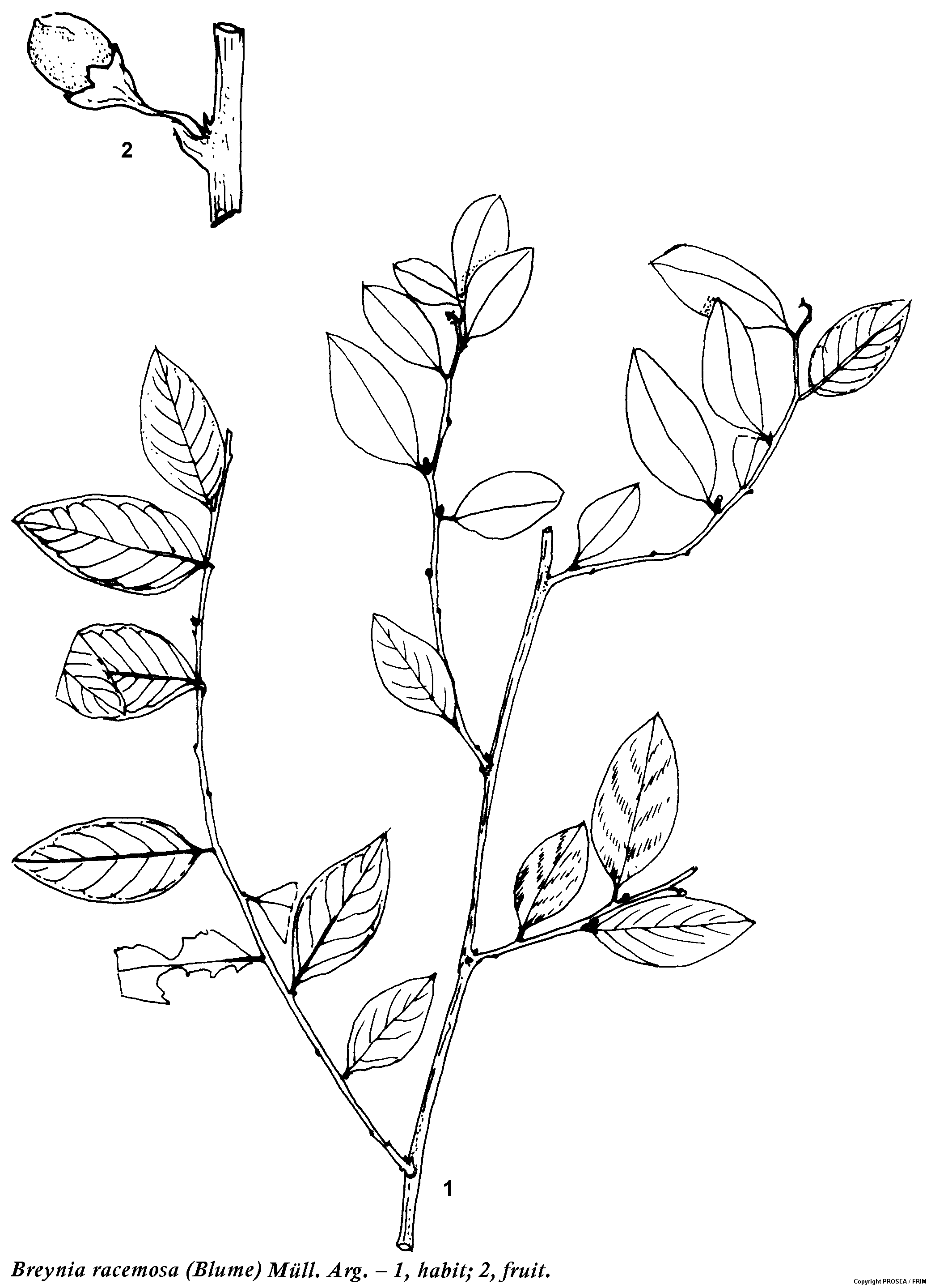 Breynia racemosa (Blume) Müll. Arg. - GlobinMed