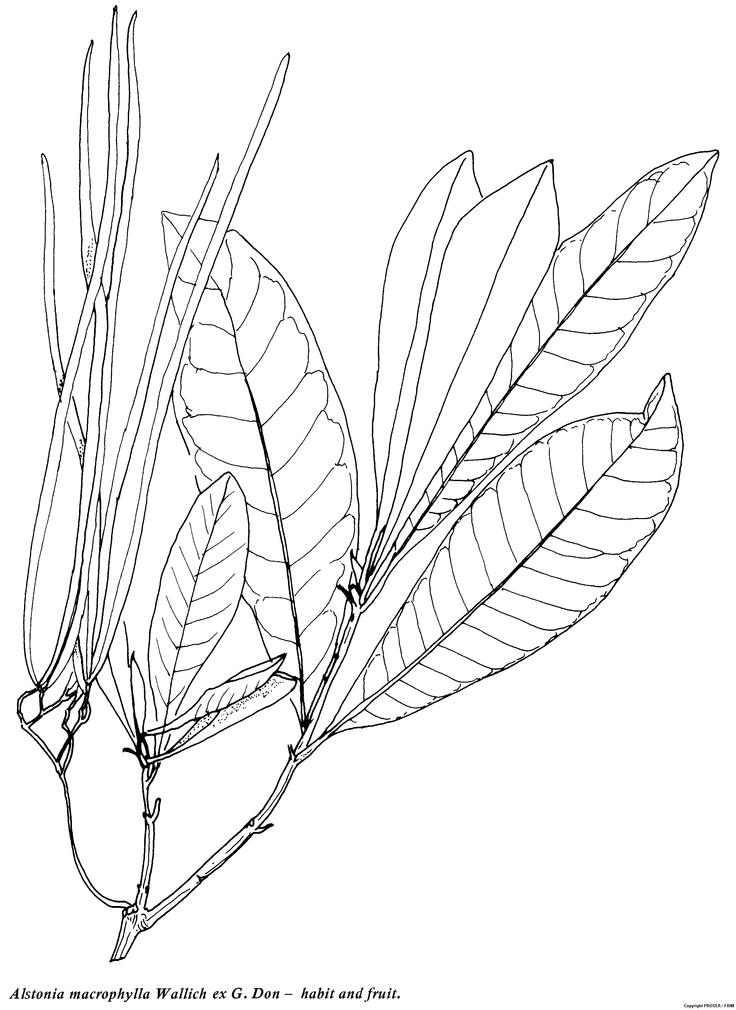 Alstonia macrophylla Wallich ex G. Don – GlobinMed