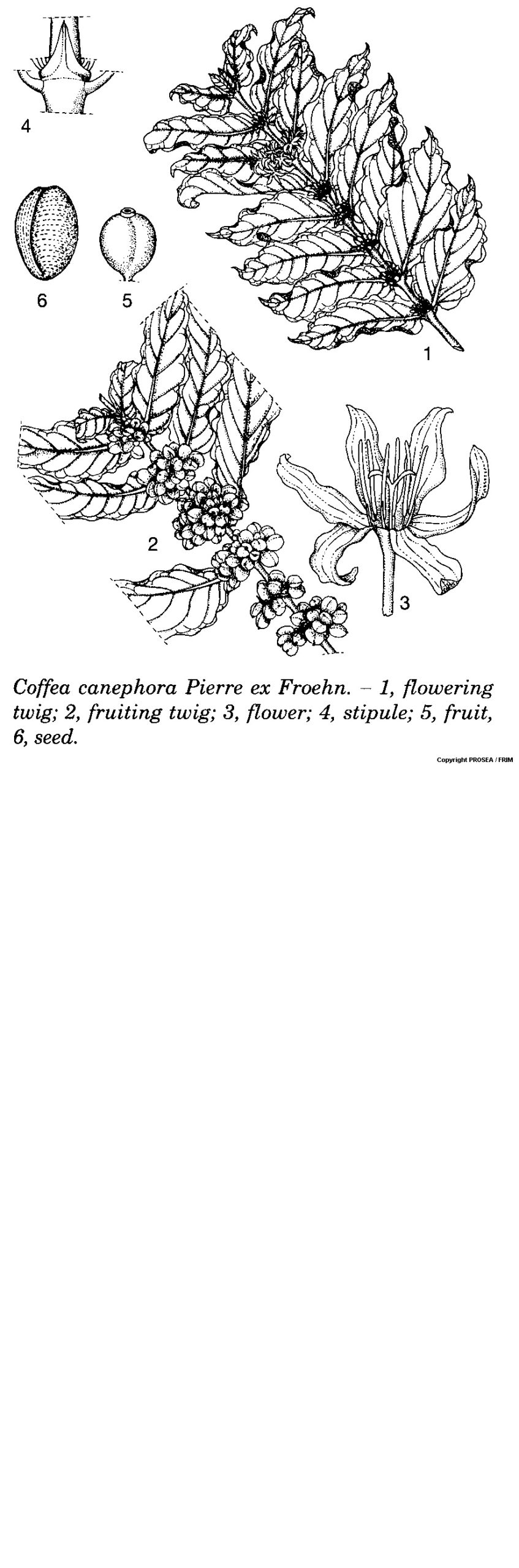 Coffea canephora Pierre ex Froehn. – GlobinMed