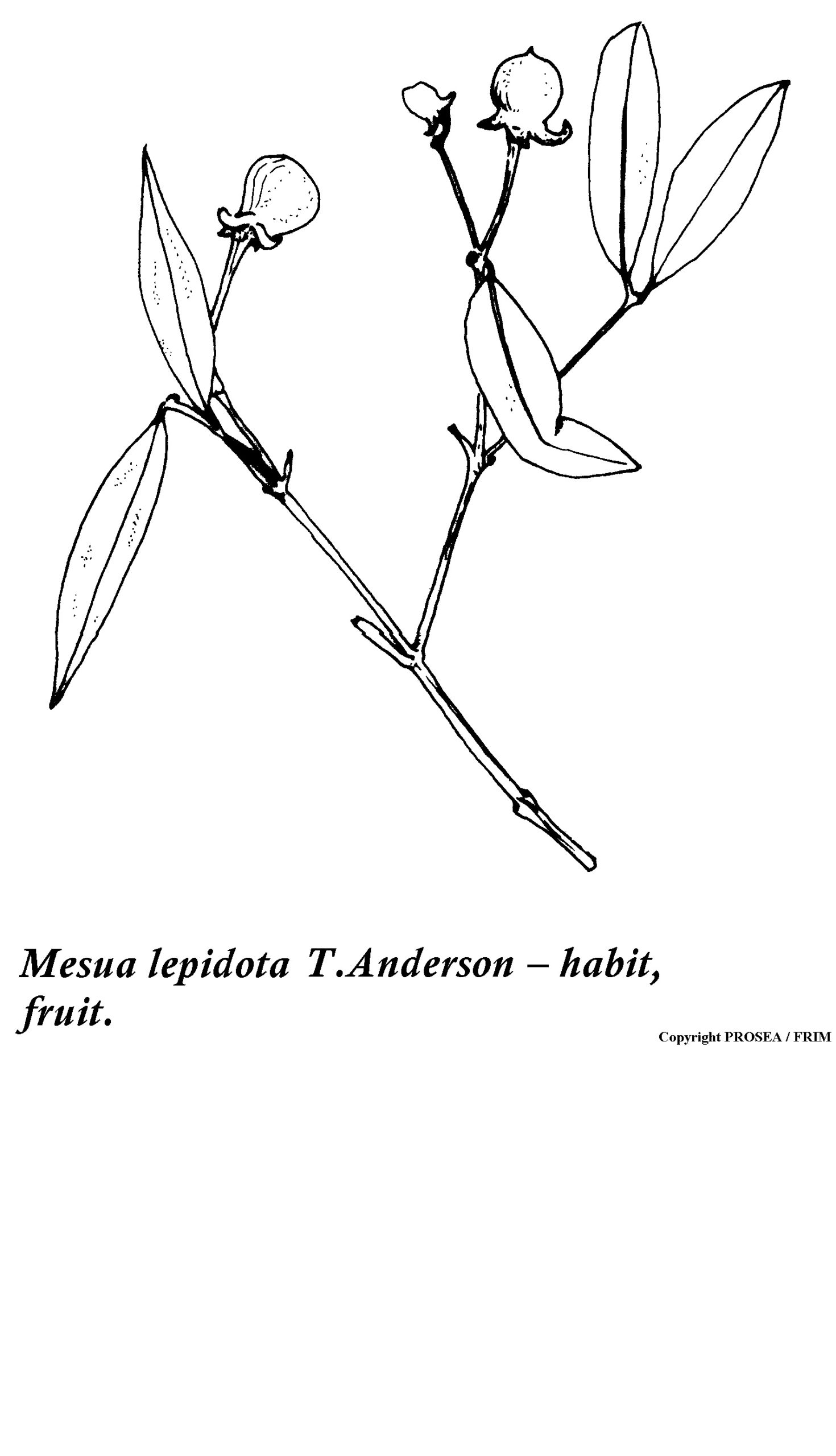 Mesua lepidota T.Anderson – GlobinMed