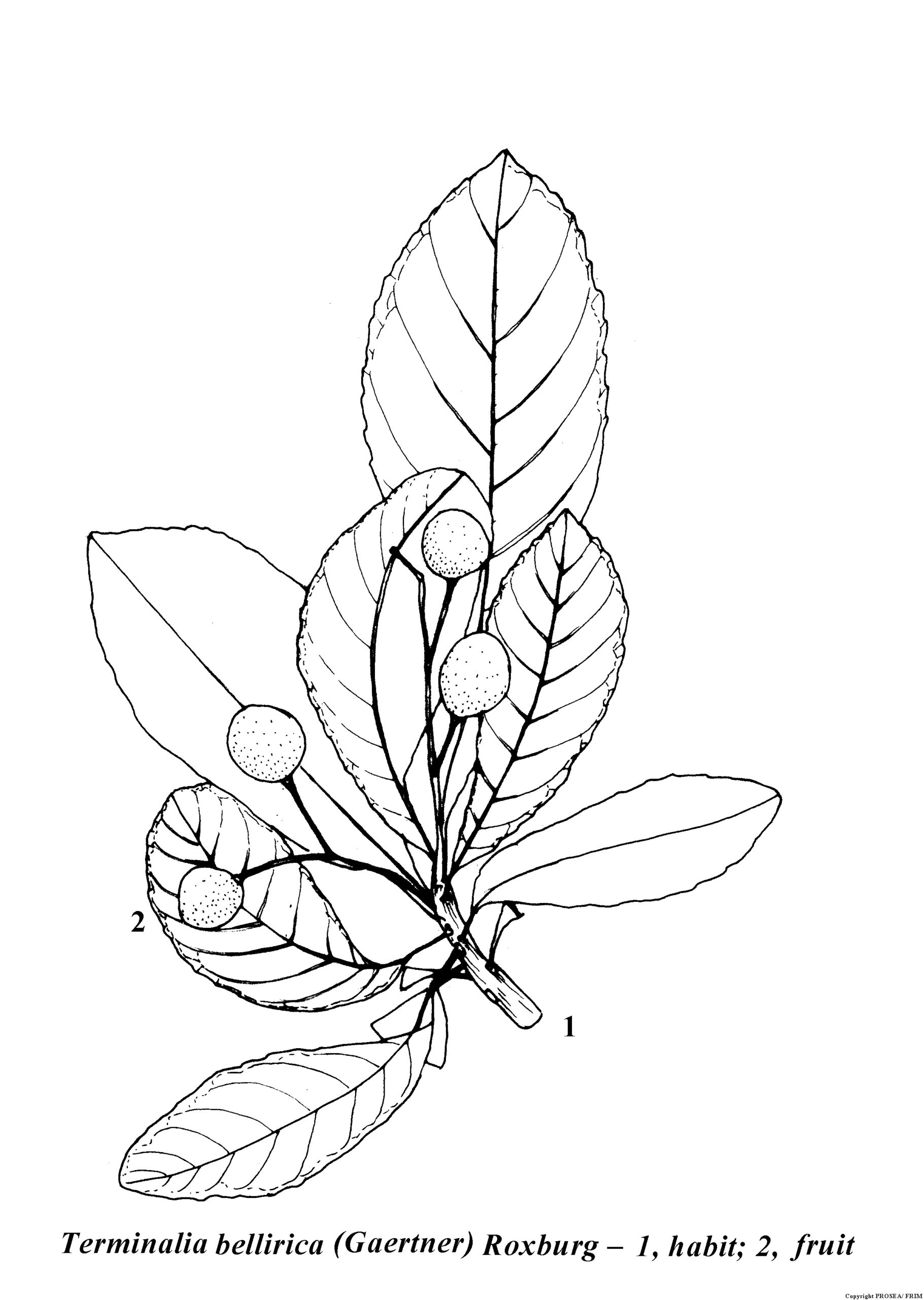 Terminalia bellirica (Gaertner) Roxb. – GlobinMed