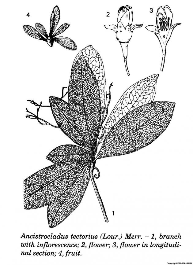 Ancistrocladus tectorius (Lour.) Merr. - GlobinMed