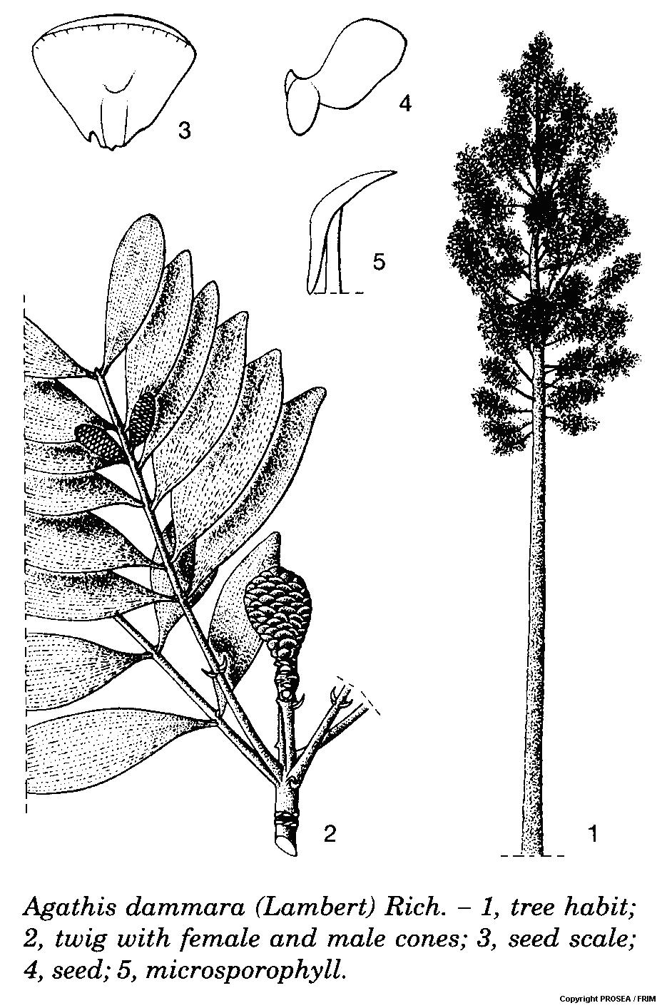 Agathis dammara (Lamb.) Rich. & A.Rich – GlobinMed
