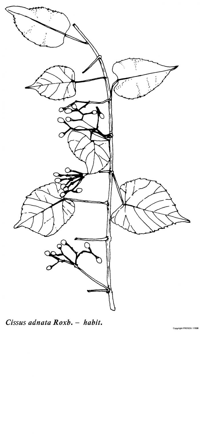 Cissus adnata Roxb. – GlobinMed