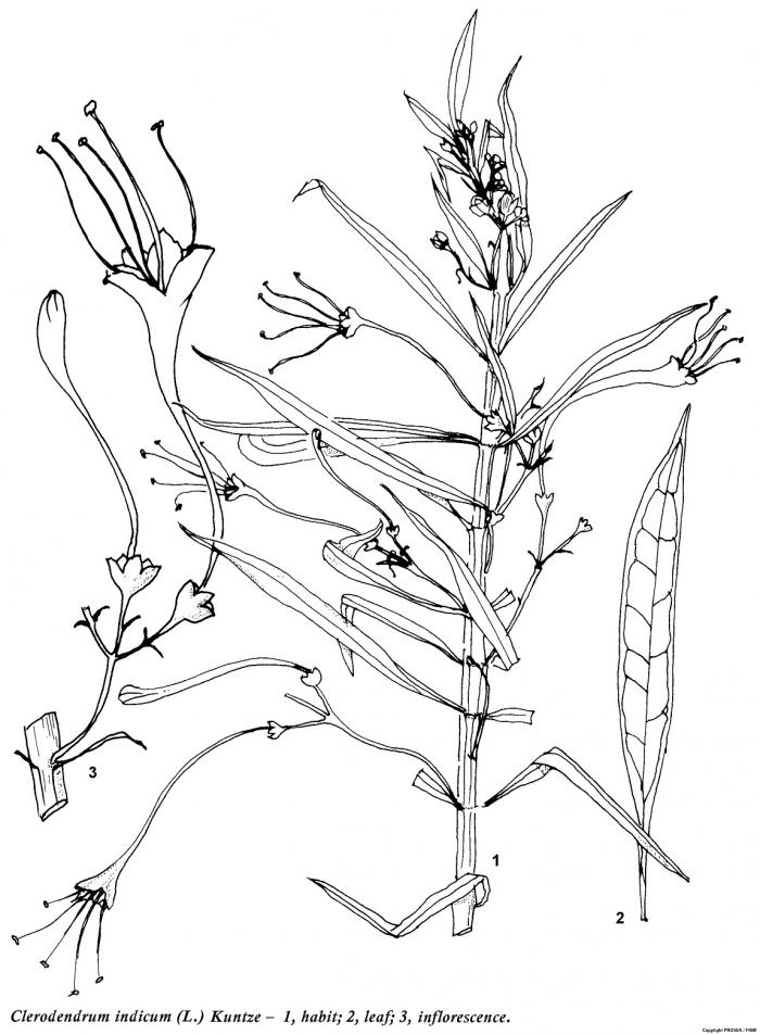 Clerodendrum indicum (L.) Kuntze – GlobinMed