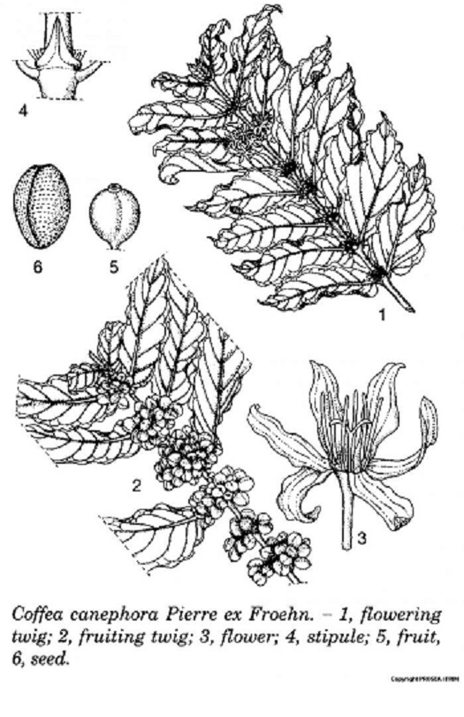 Coffea canephora Pierre ex A.Froehner – GlobinMed