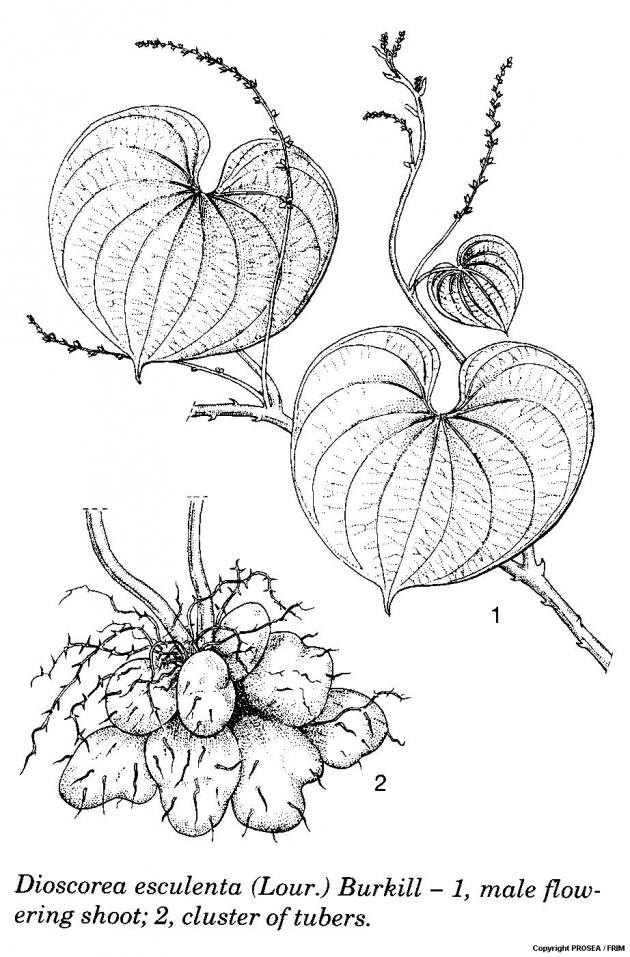 Dioscorea esculenta (Lour.) Burkill - GlobinMed
