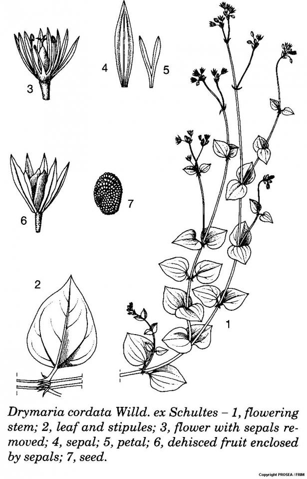 Drymaria cordata (L.) Willd. ex Schult. – GlobinMed