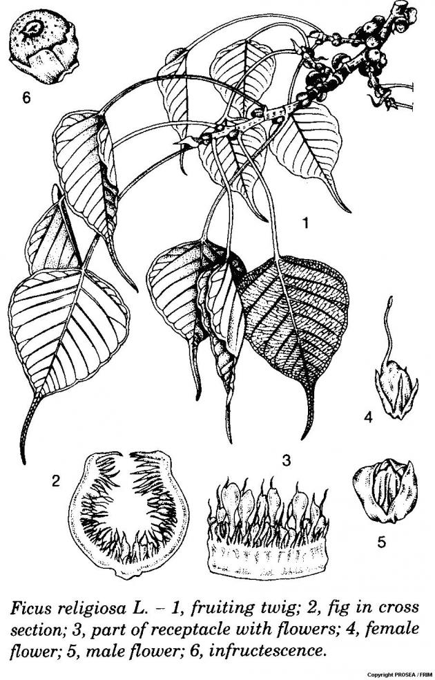 Ficus religiosa L. - GlobinMed
